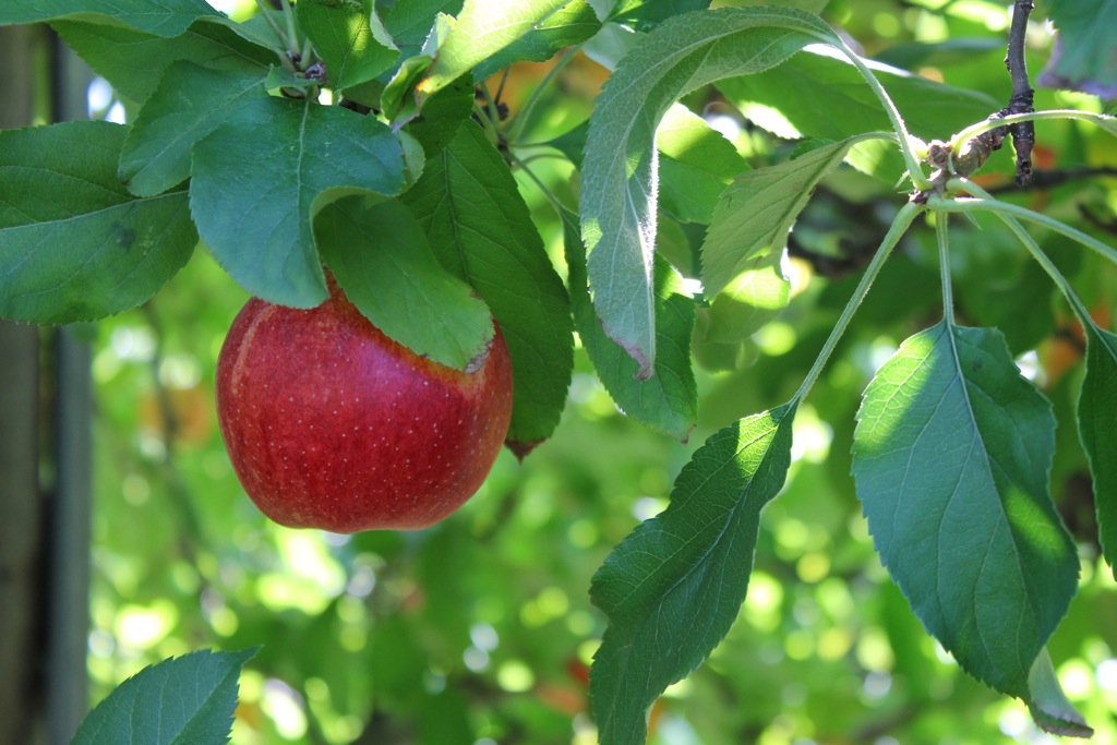 Lisa Marie Werhan – Contemporary & Contemplative Writing